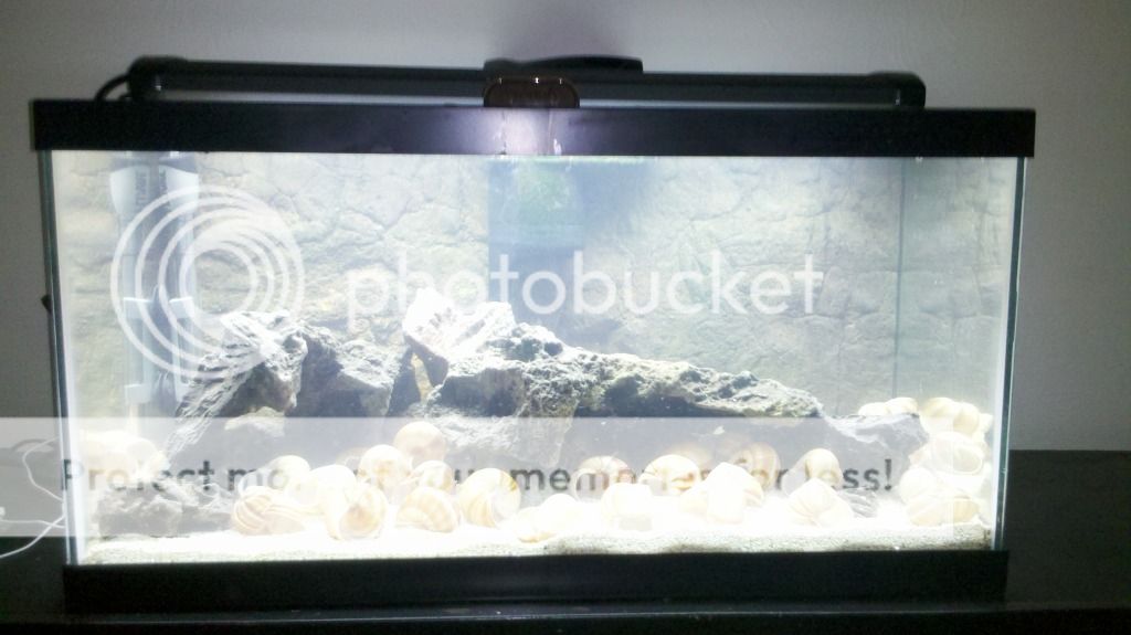 Tell me about multies! | Cichlid Fish Forum