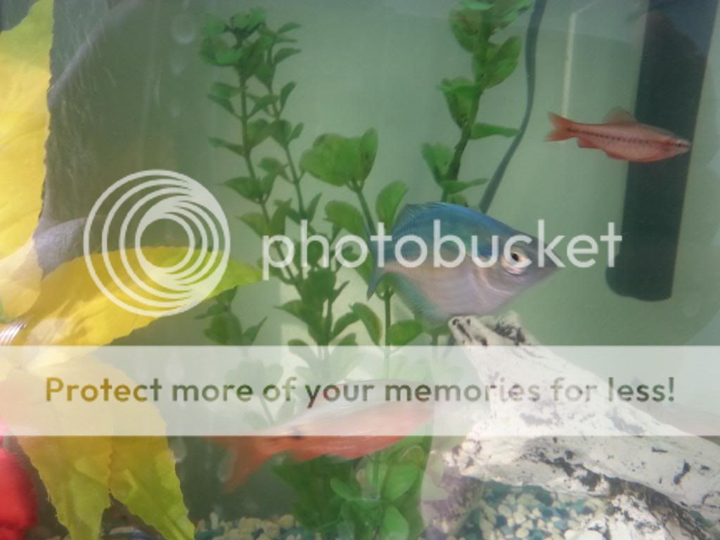 Aquarium Fish Junkies | Ford Escape Automobiles Forum