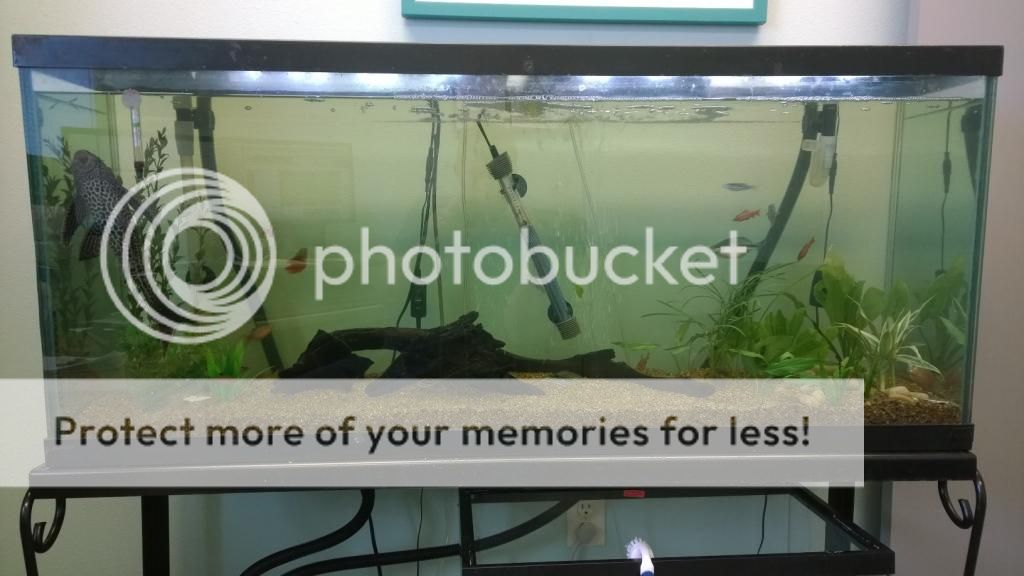 Aquarium Fish Junkies | Ford Escape Automobiles Forum