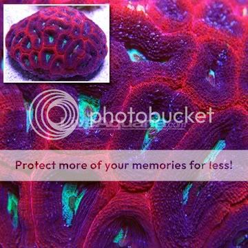 Acan Show-Off Thread: Echinata, Rotundoflora, Maxima, Hillae ...