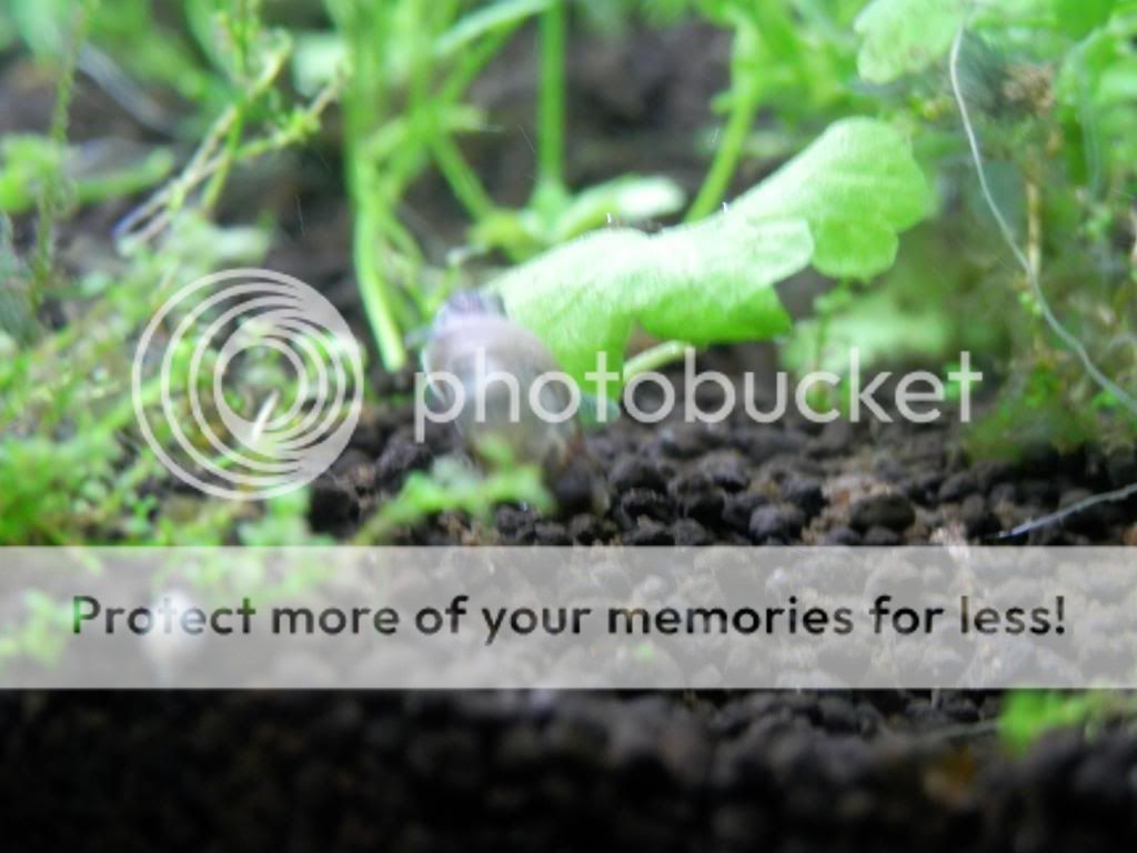 Clear-shelled Pond Snail | The Planted Tank Forum