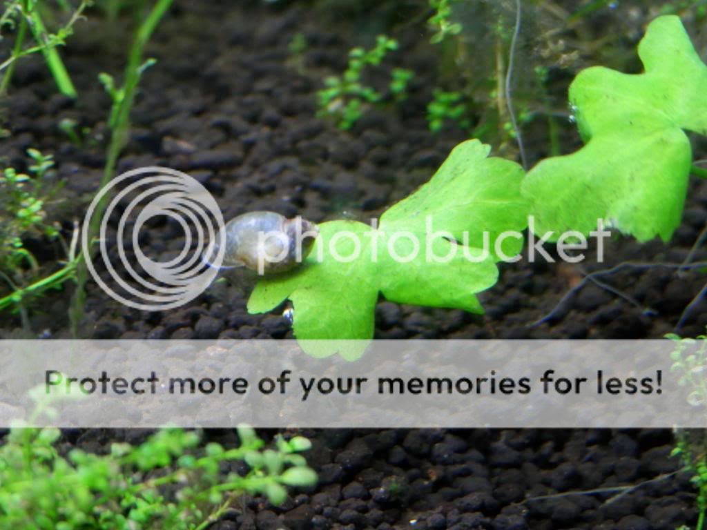 Clear-shelled Pond Snail | The Planted Tank Forum