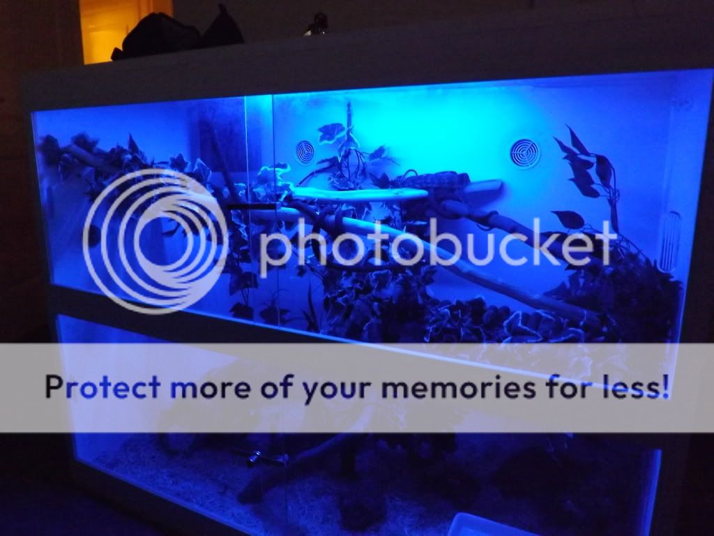 Show off your home made viv's | Reptile Forums